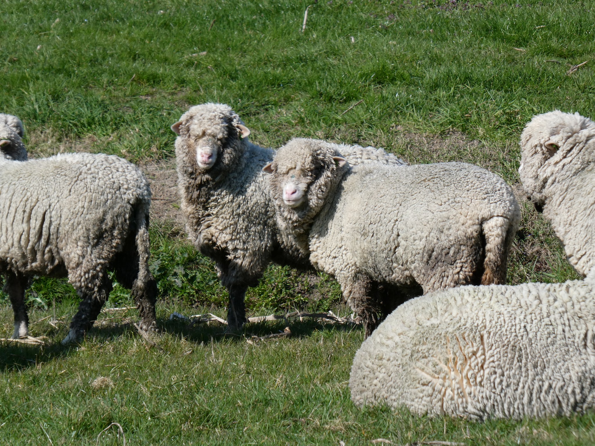 155. De schapen van The Knitwit Stable